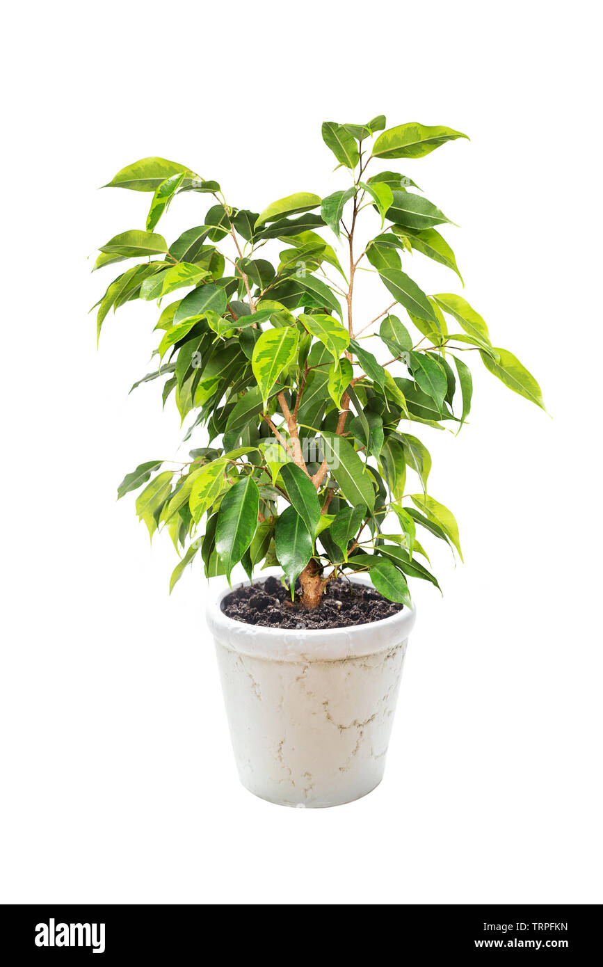 Houseplant Ficus Benjamina in flowerpot isolated on white background ...