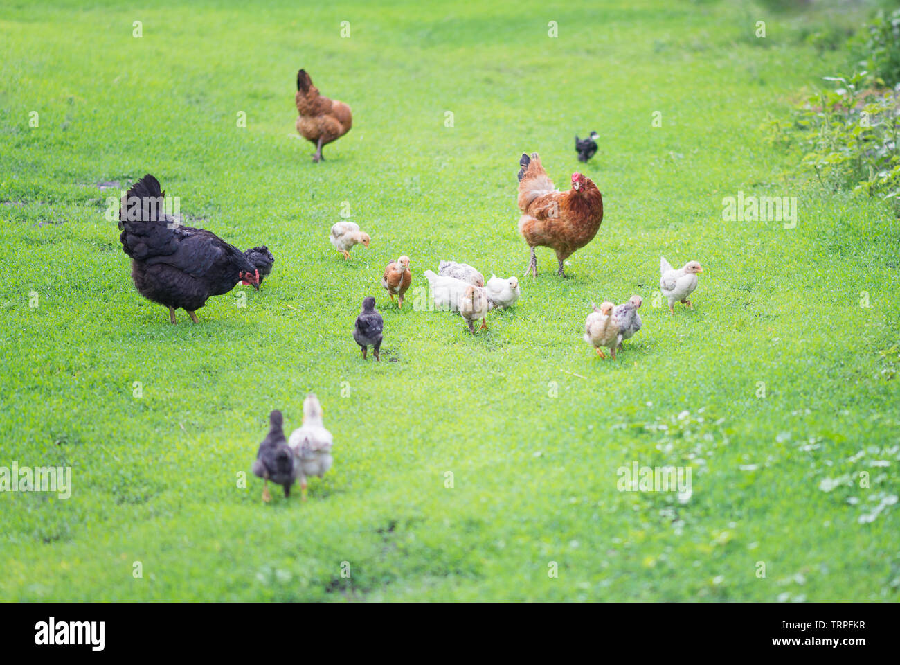 Ginger Families High Resolution Stock Photography and Images - Alamy