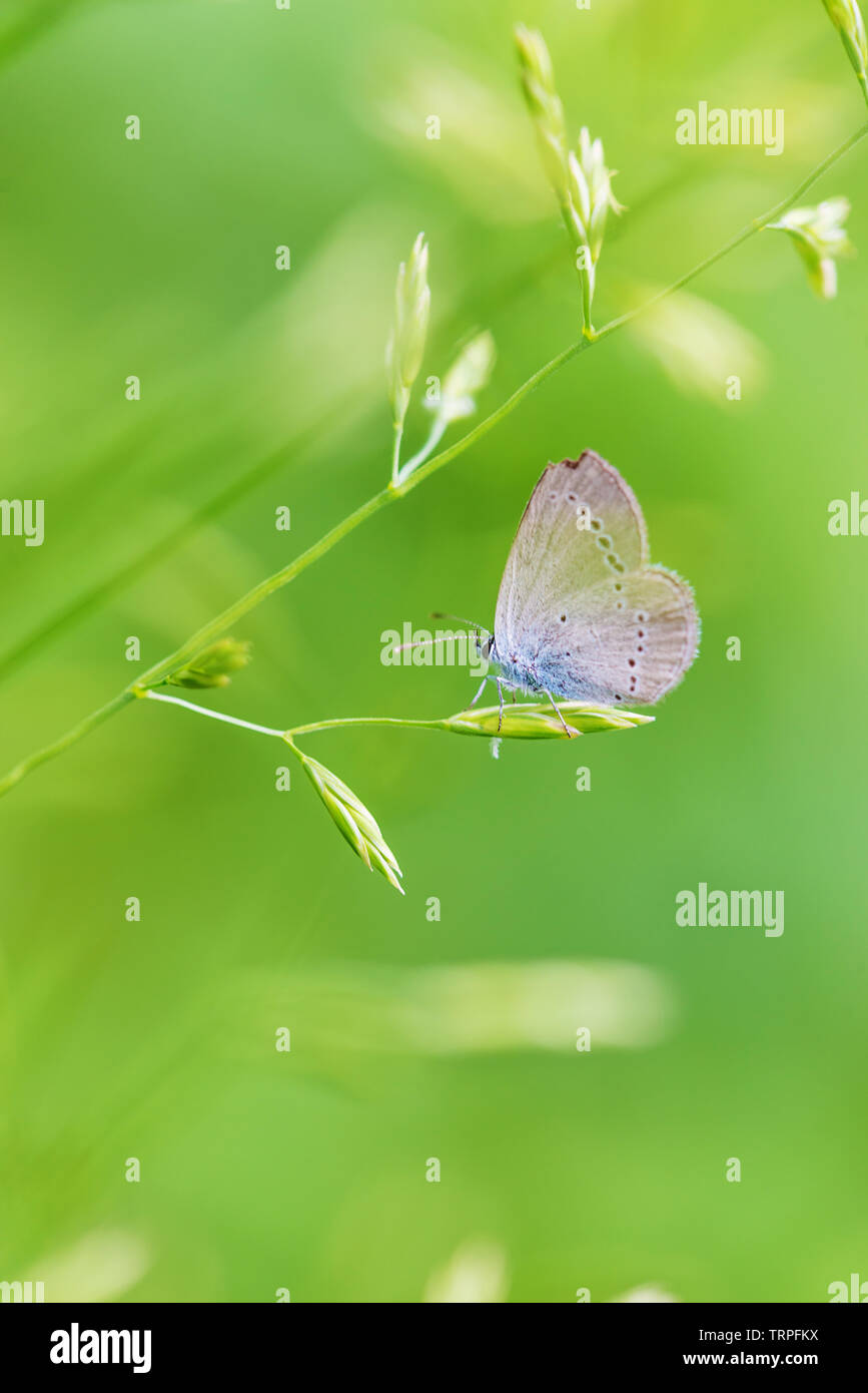 Bluebird butterfly sitting on a blade of grass on a summer meadow Stock ...