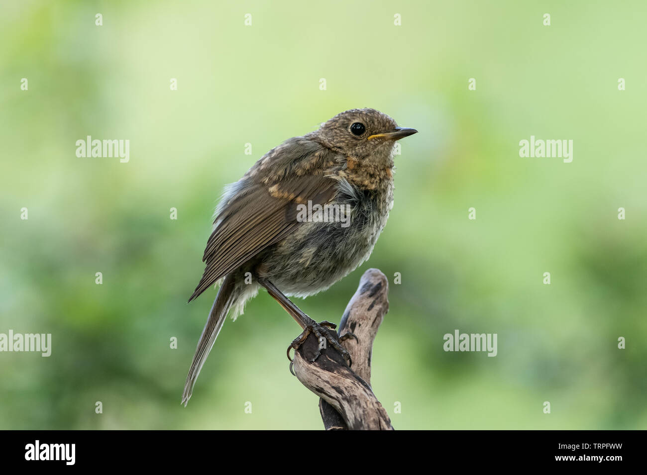 Robin moulting hi-res stock photography and images - Alamy