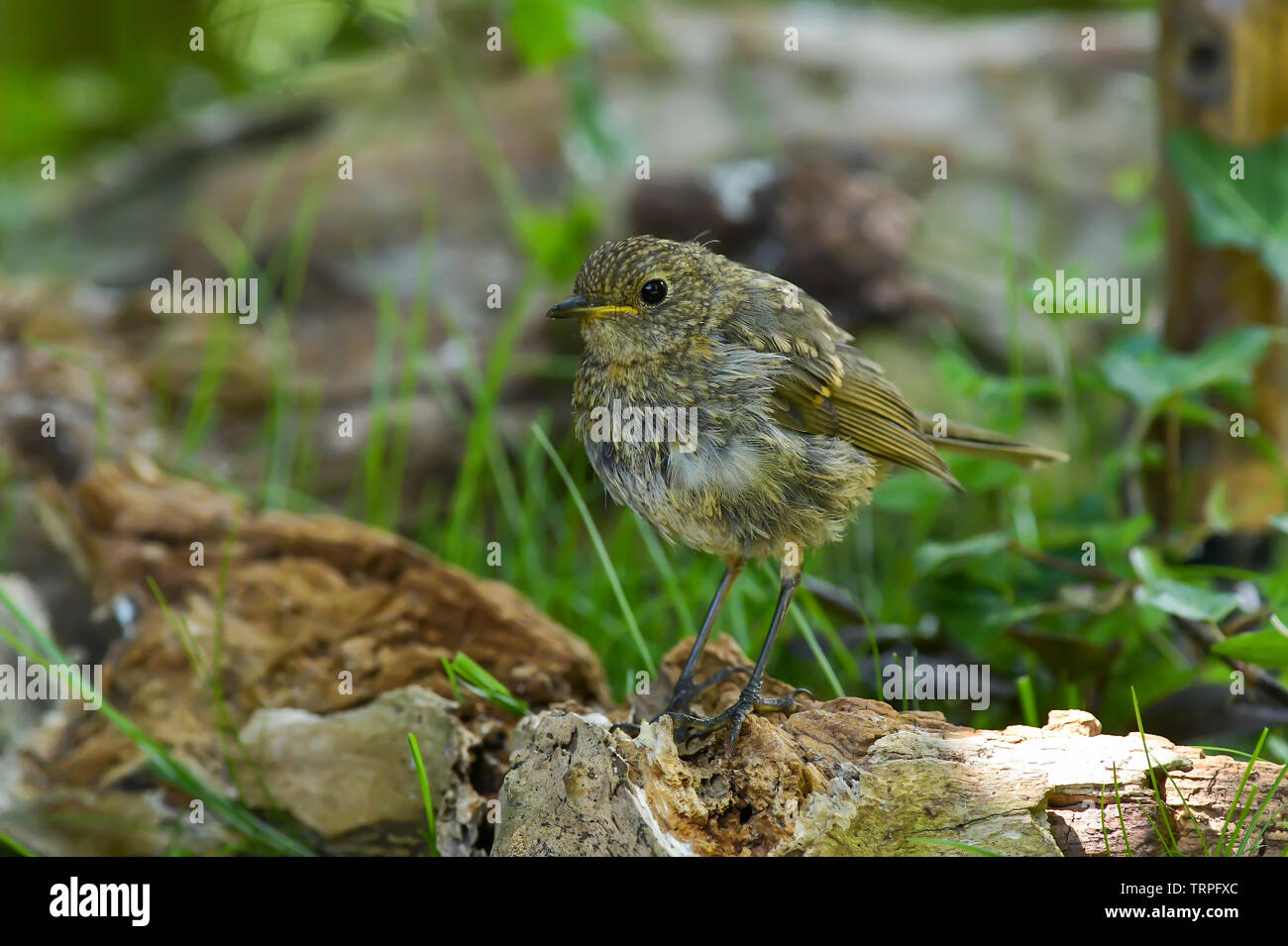 Robin moulting hi-res stock photography and images - Alamy