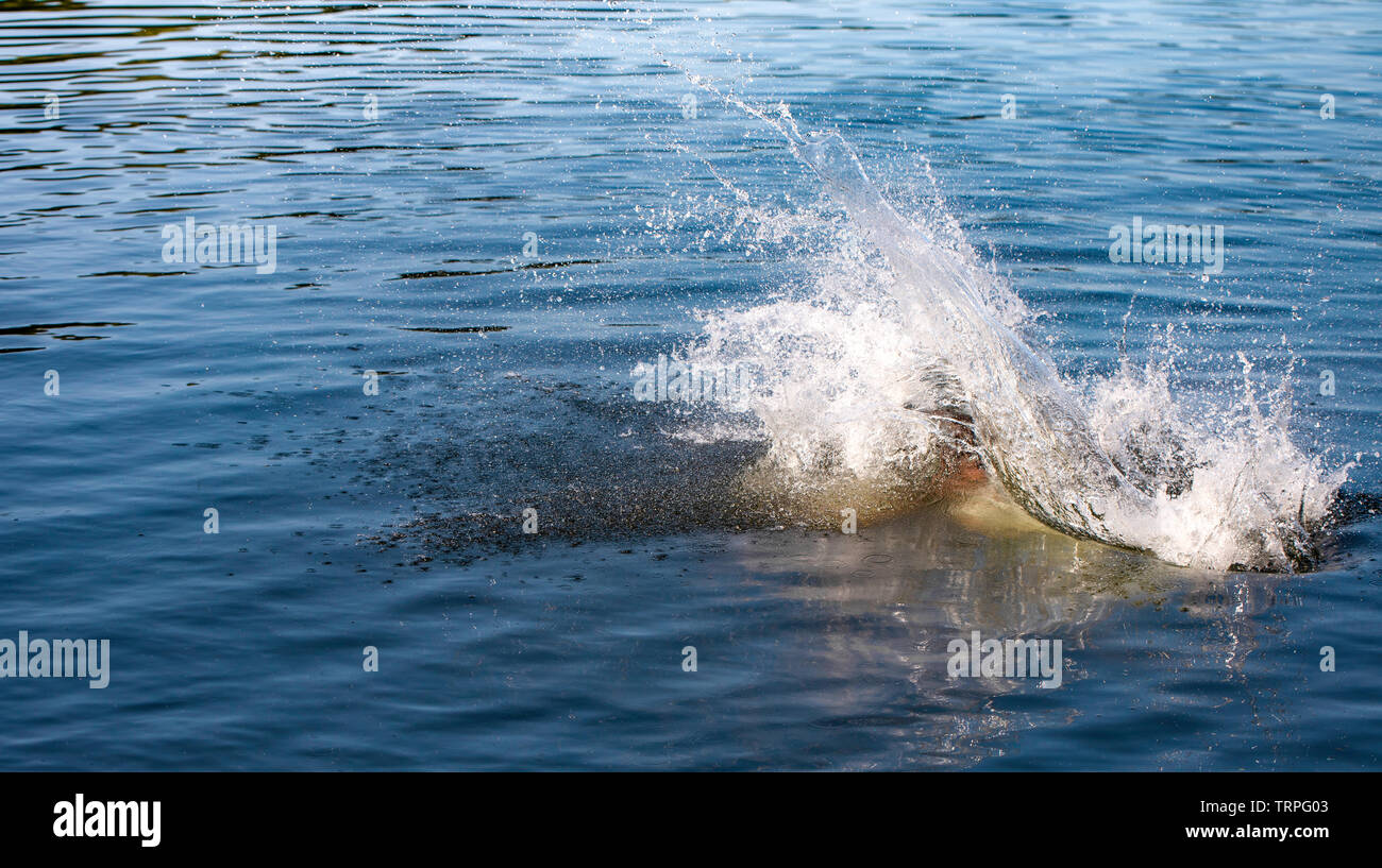 Water splash, drops in air over the lake surface Stock Photo - Alamy