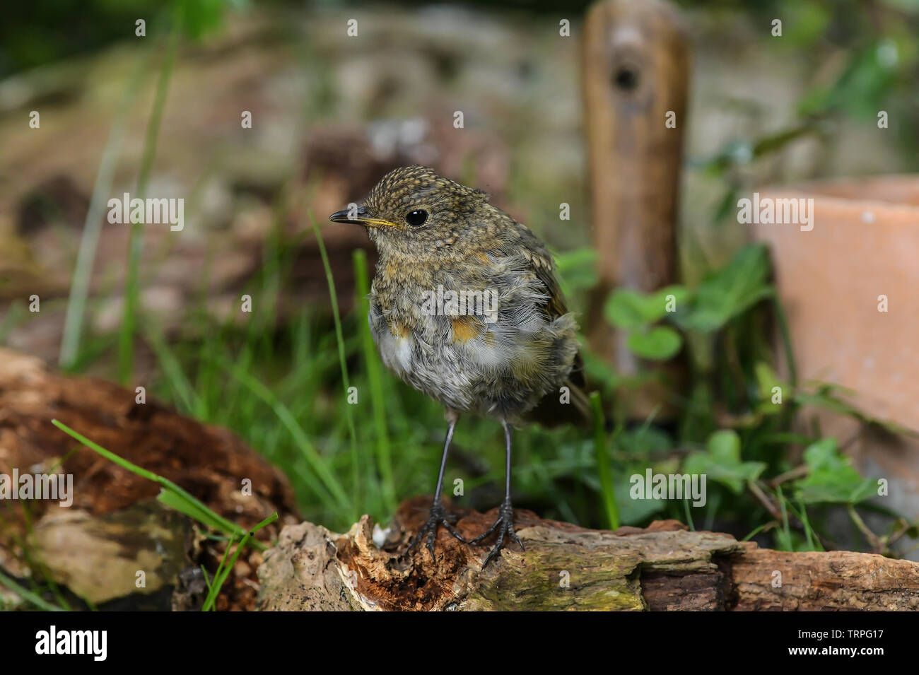 Robin moulting hi-res stock photography and images - Alamy