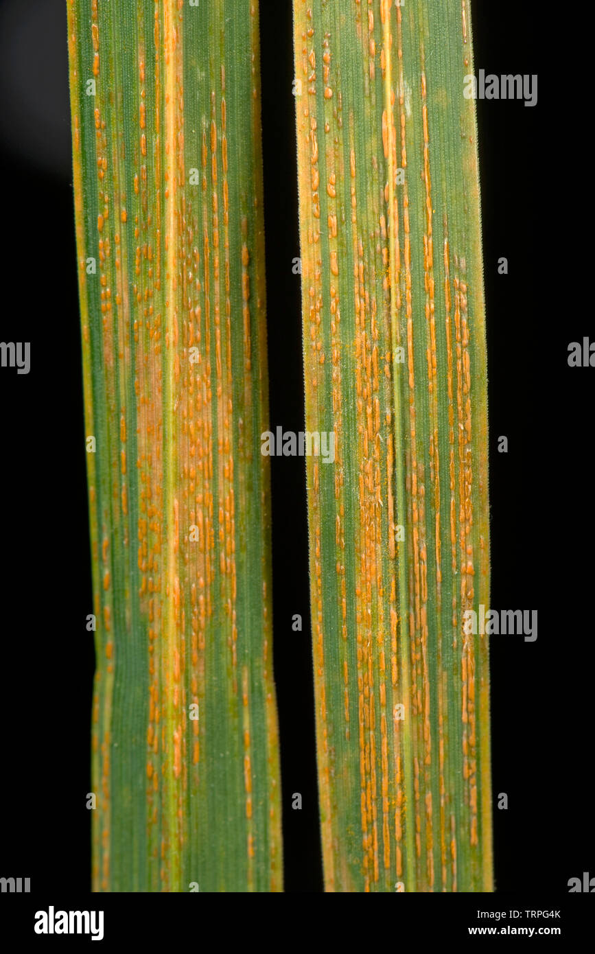 Pustules of yellow or striped rust, Puccinia striiformis ...