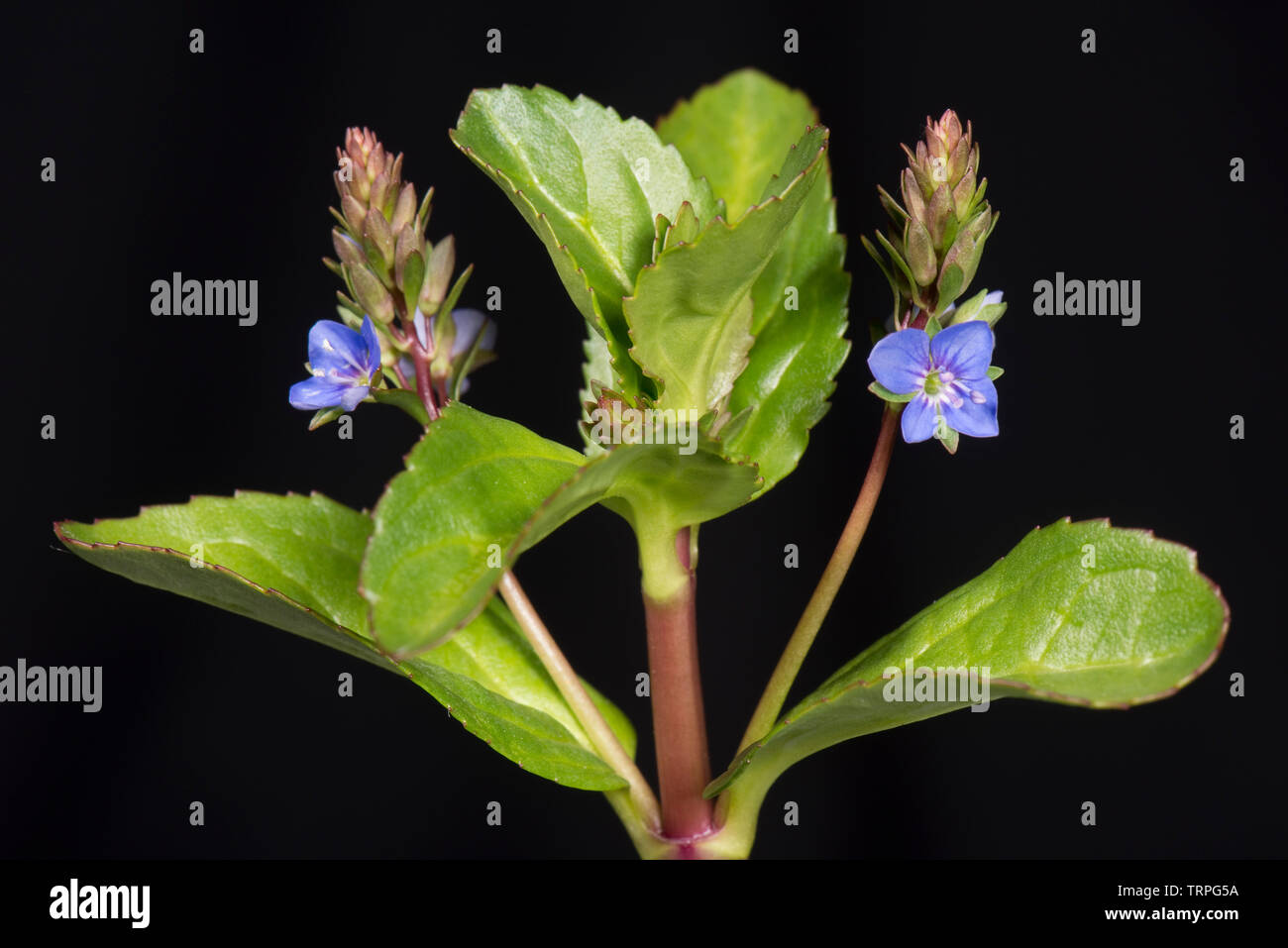 Fleshy succulent leaves and blue flower of marginal aquatic plant ...