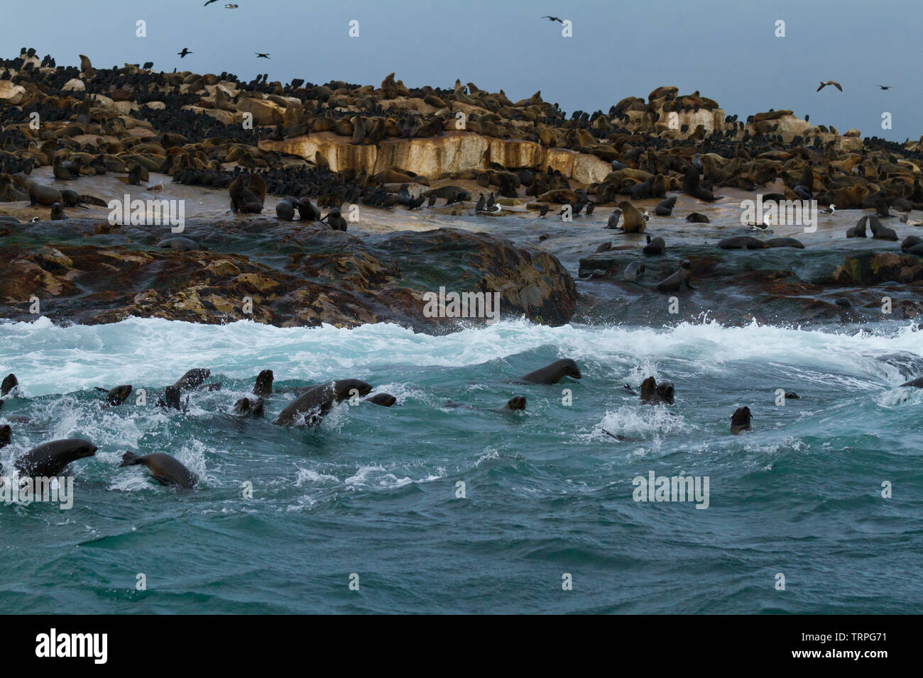 CAPE FUR SEAL - LOBO MARINO DEL CABO, Seal Island, False Bay, South ...