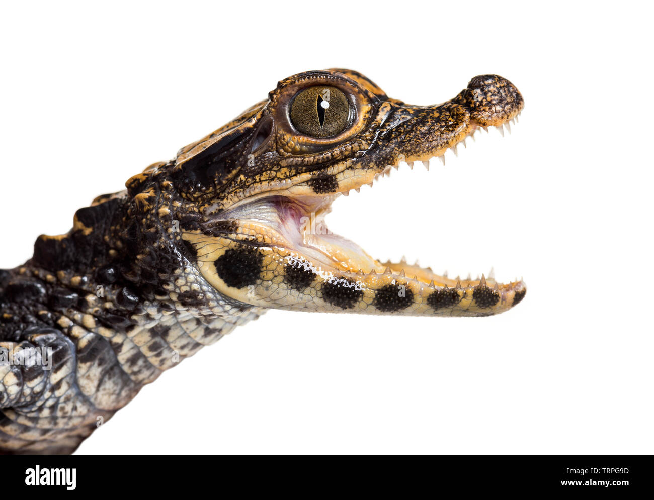 Crocodile Profile Open Mouth High Resolution Stock Photography and ...
