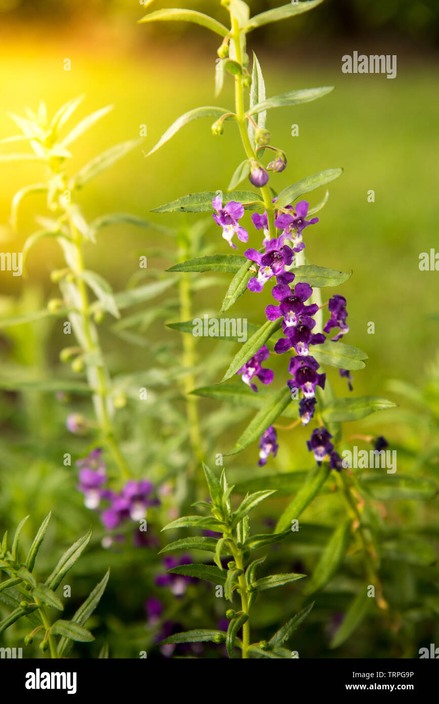 Violets flowers field in garden hi-res stock photography and images - Alamy