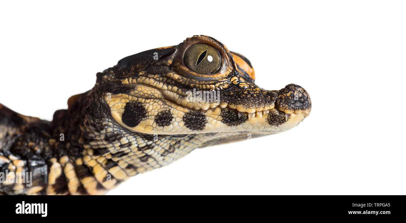 Dwarf crocodile, Osteolaemus tetraspis also know as African dwarf ...