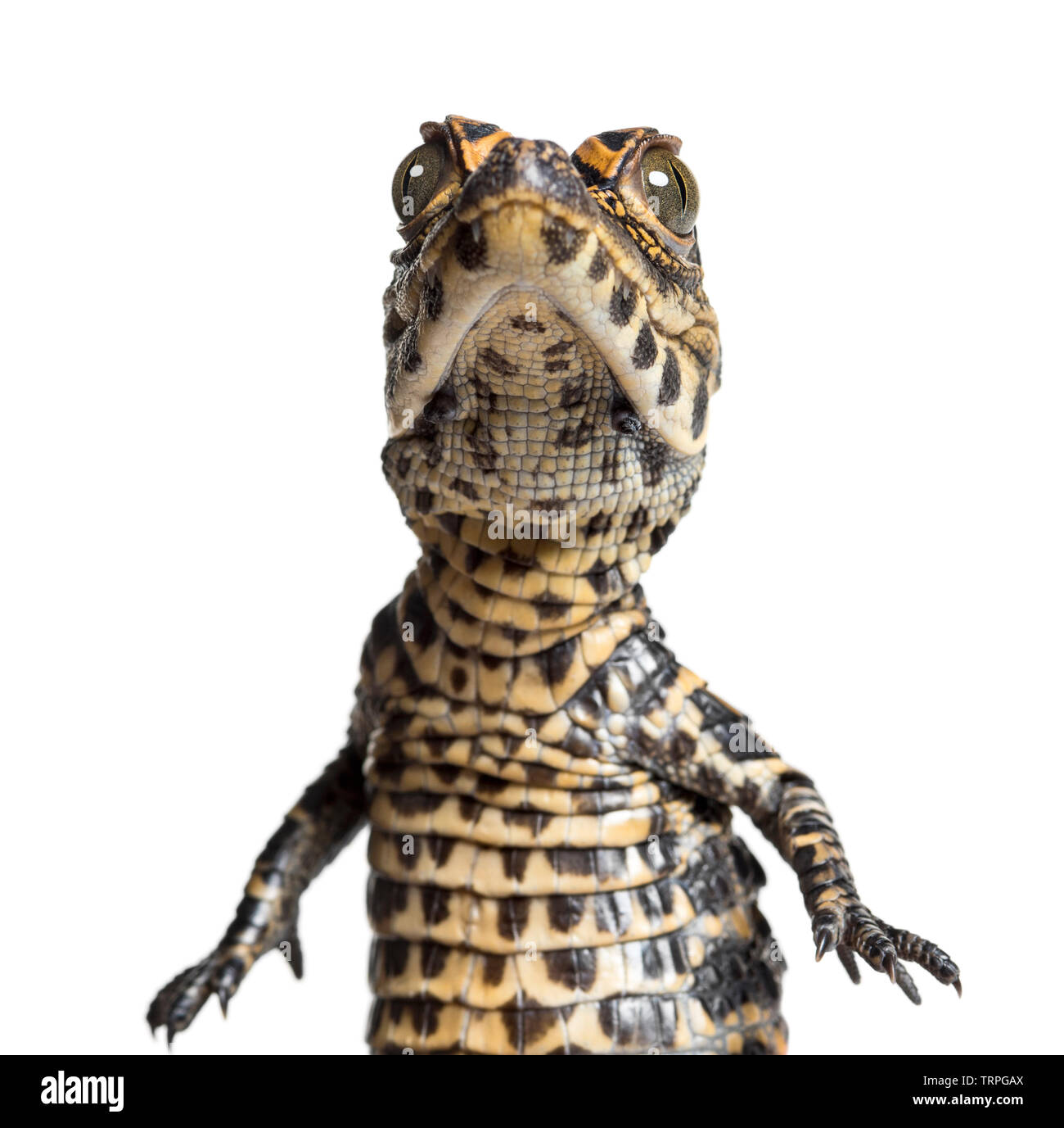 Dwarf crocodile, Osteolaemus tetraspis also know as African dwarf ...