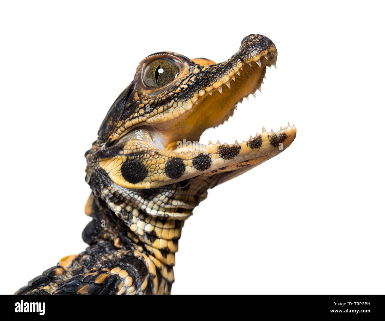 Dwarf crocodile, Osteolaemus tetraspis also know as African dwarf ...