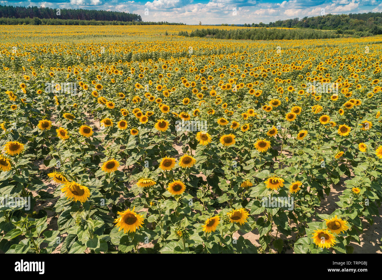 Beautiful sunflower field. Aerial view Stock Photo - Alamy