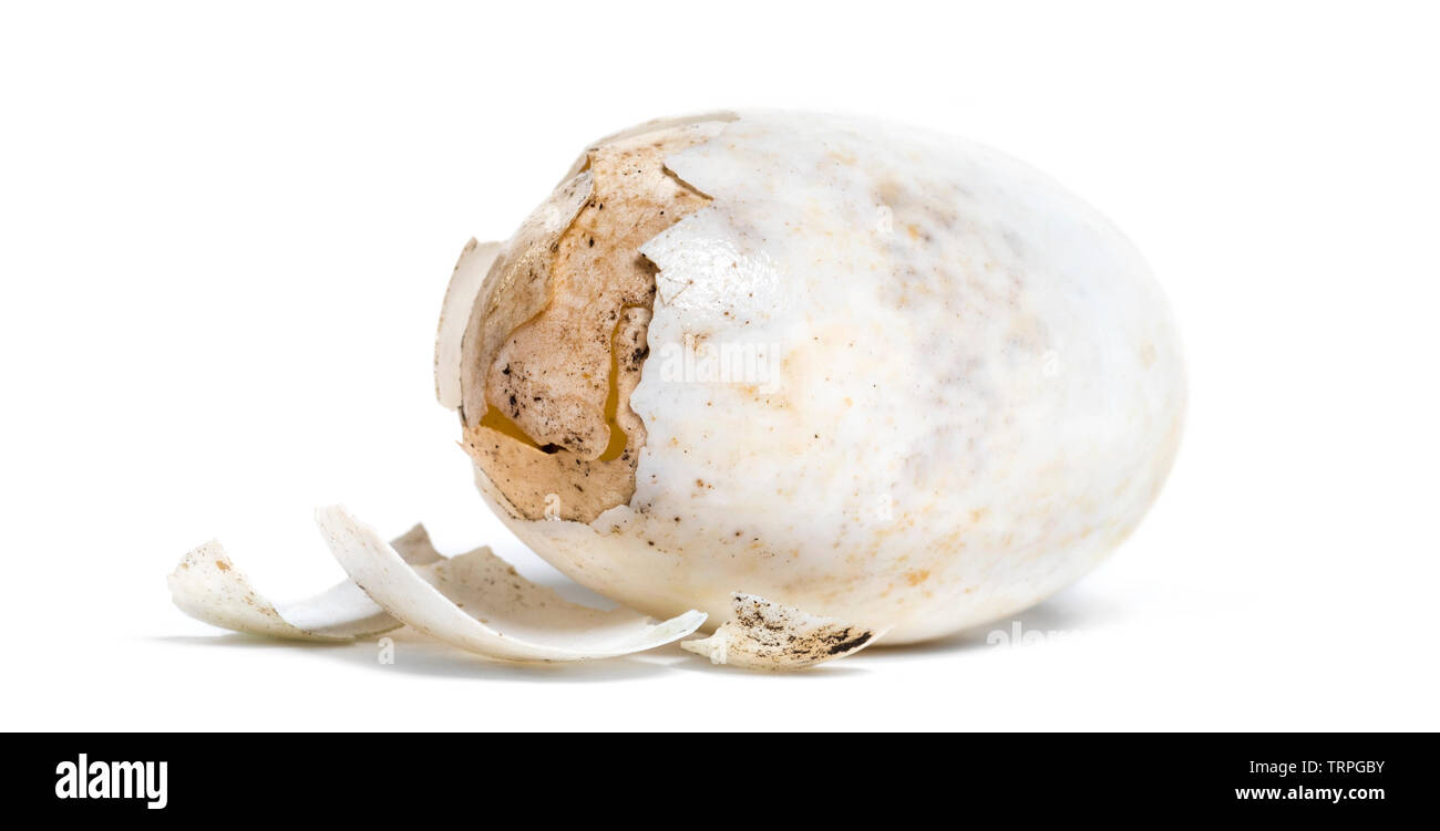 Dwarf crocodile, Osteolaemus tetraspis, egg against white background ...