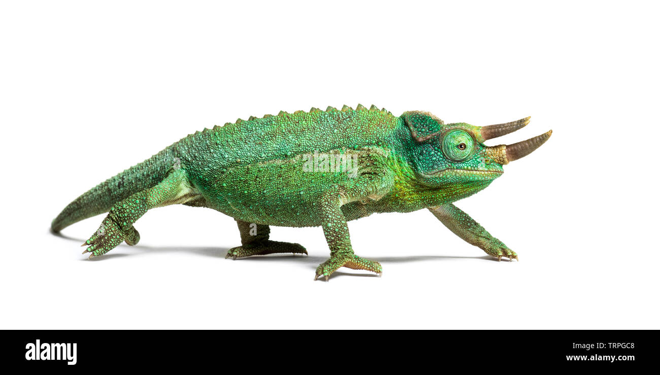 Side view of a Jackson's horned chameleon walking, Trioceros jacksonii ...