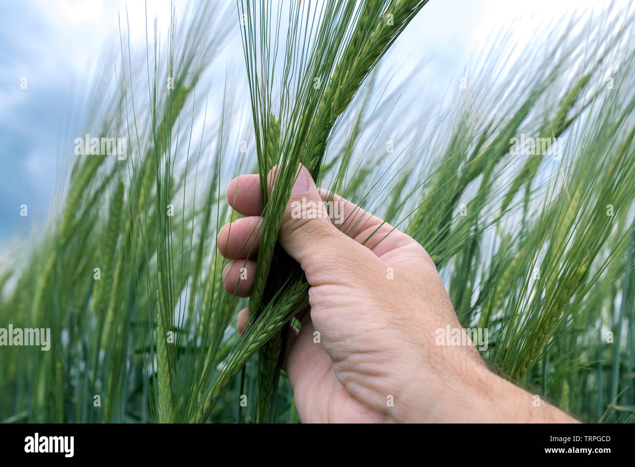 Barley plant hi-res stock photography and images - Alamy