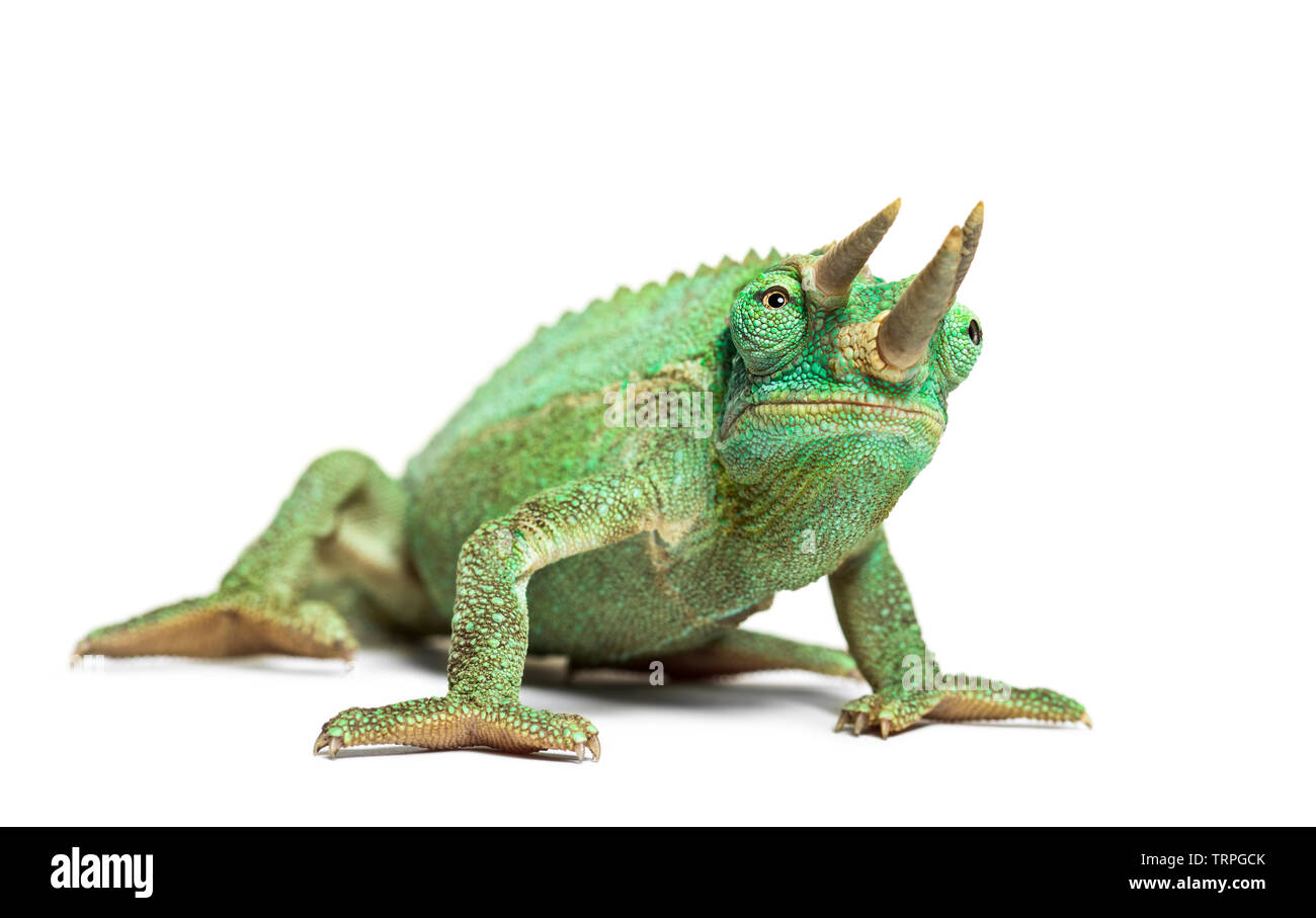 Jacksons chameleon or three horned chameleon hi-res stock photography ...