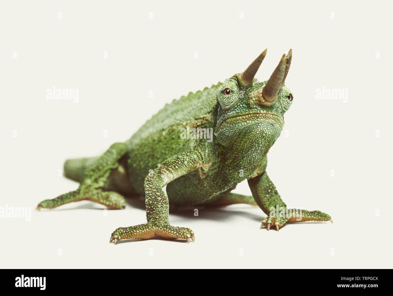 Trioceros jacksonii hi-res stock photography and images - Alamy