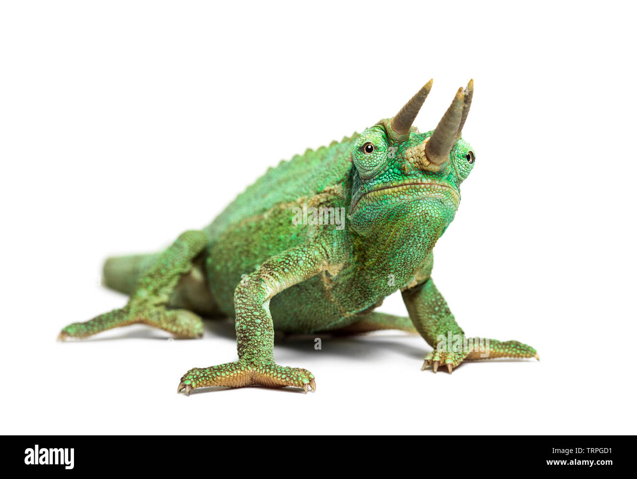 Front view of Jackson's horned chameleon, Trioceros jacksonii, isolated ...