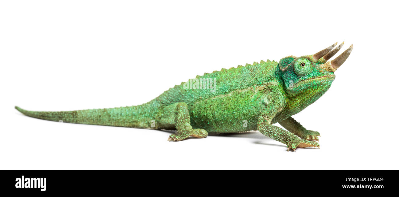 Jackson's horned chameleon looking up, Trioceros jacksonii, isolated on ...