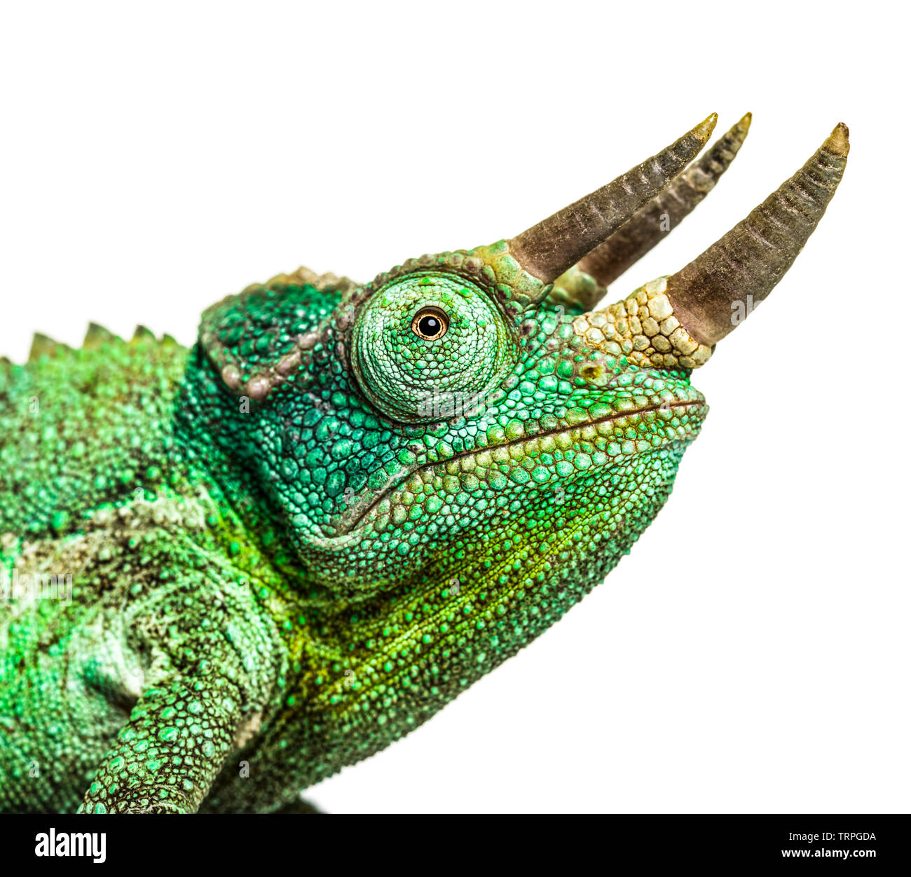 Close-up on a head of a Jackson's horned chameleon, Trioceros jacksonii ...