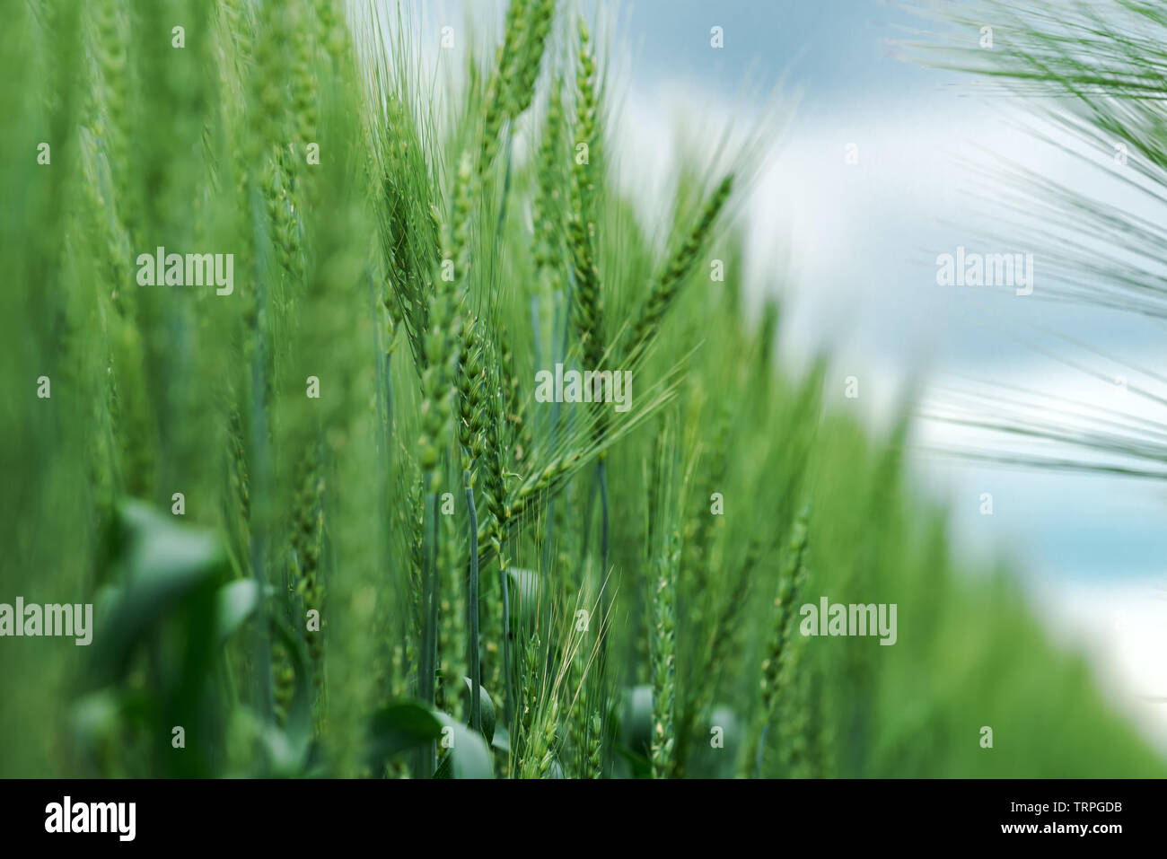 Barley crop hi-res stock photography and images - Alamy