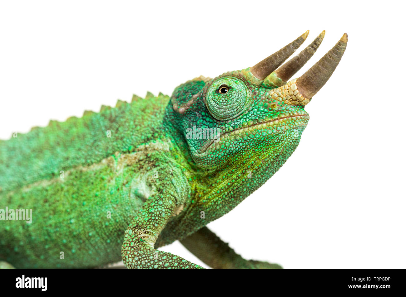 Close-up on a head of a Jackson's horned chameleon, Trioceros jacksonii ...