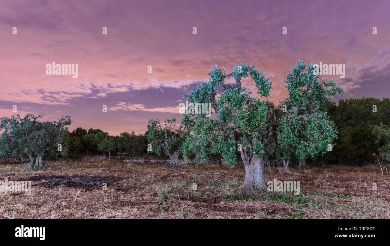 Vigorous and secular olive trees Stock Photo - Alamy