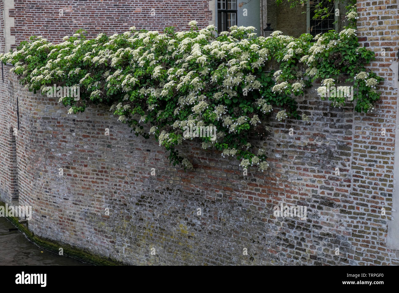 White trailing flowers bright foliage hi-res stock photography and ...