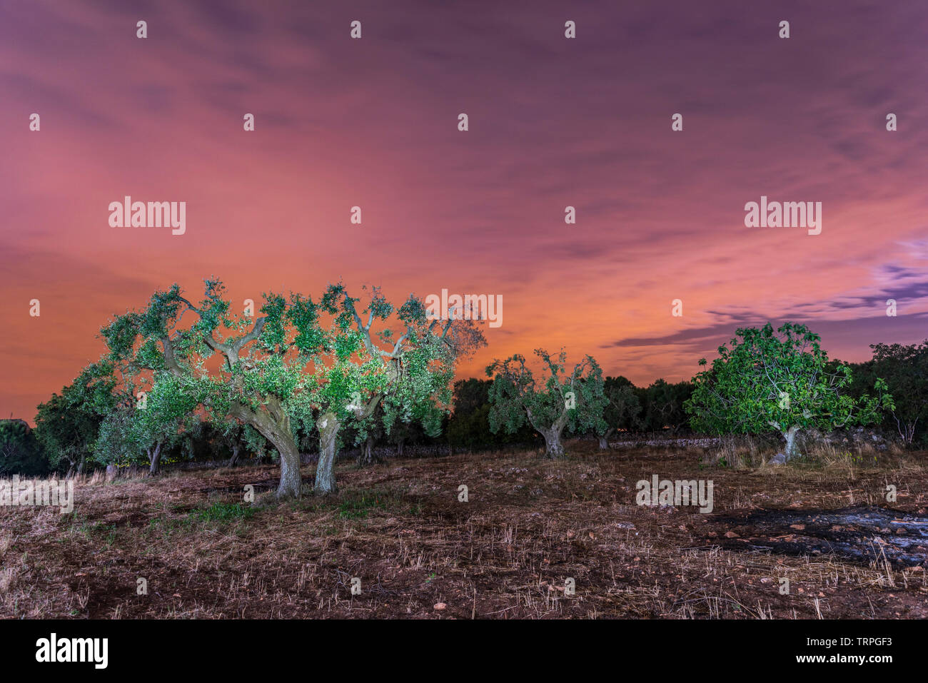 Vigorous and secular olive trees Stock Photo - Alamy