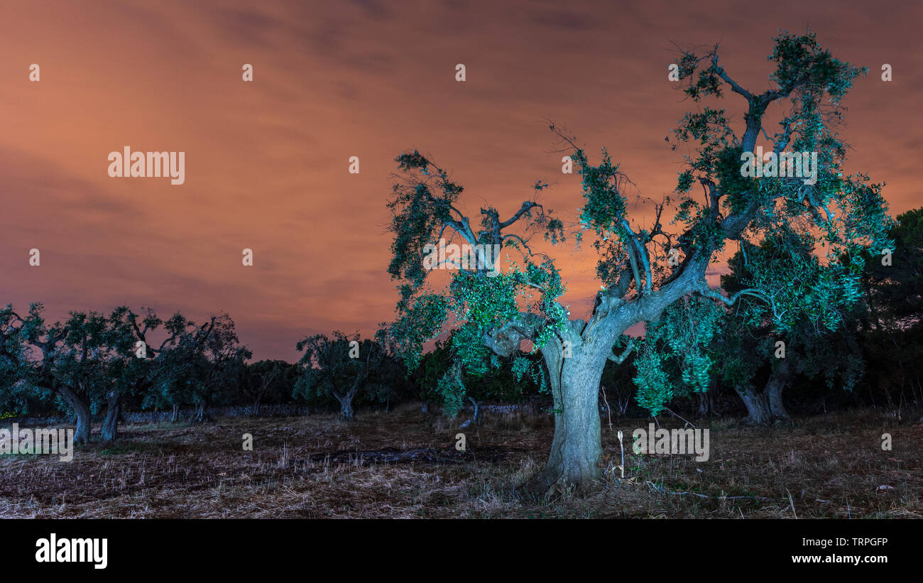 Secular olive hi-res stock photography and images - Alamy