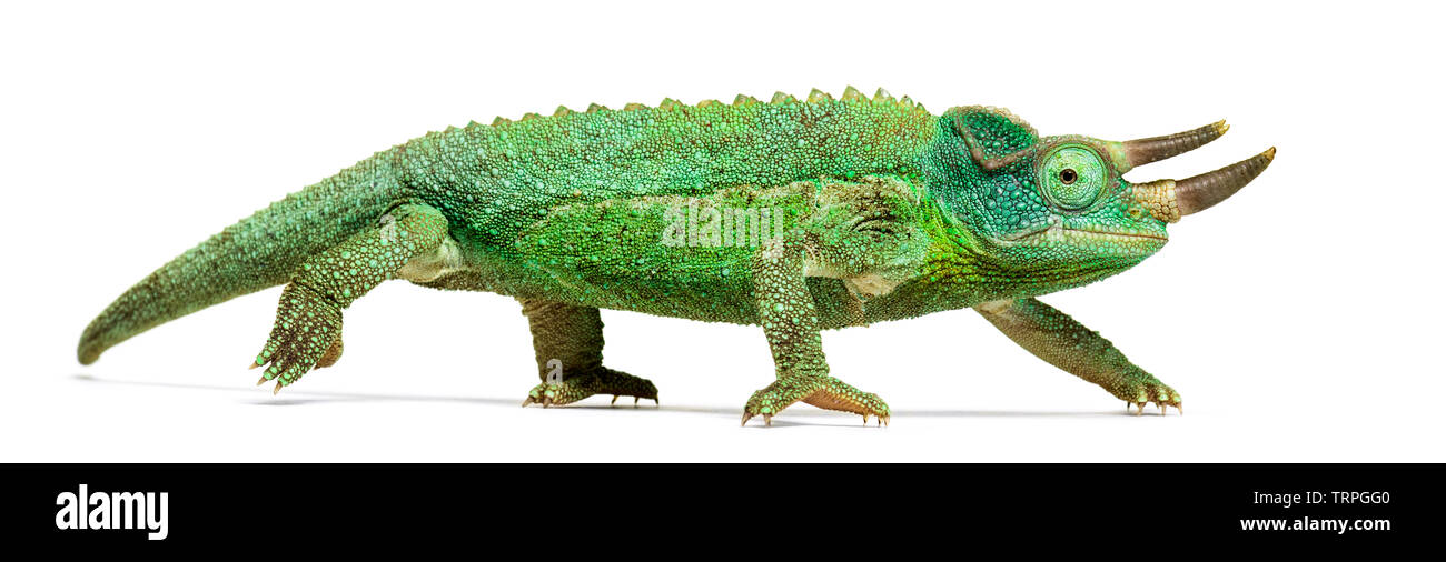 Side view of a Jackson's horned chameleon walking, Trioceros jacksonii ...