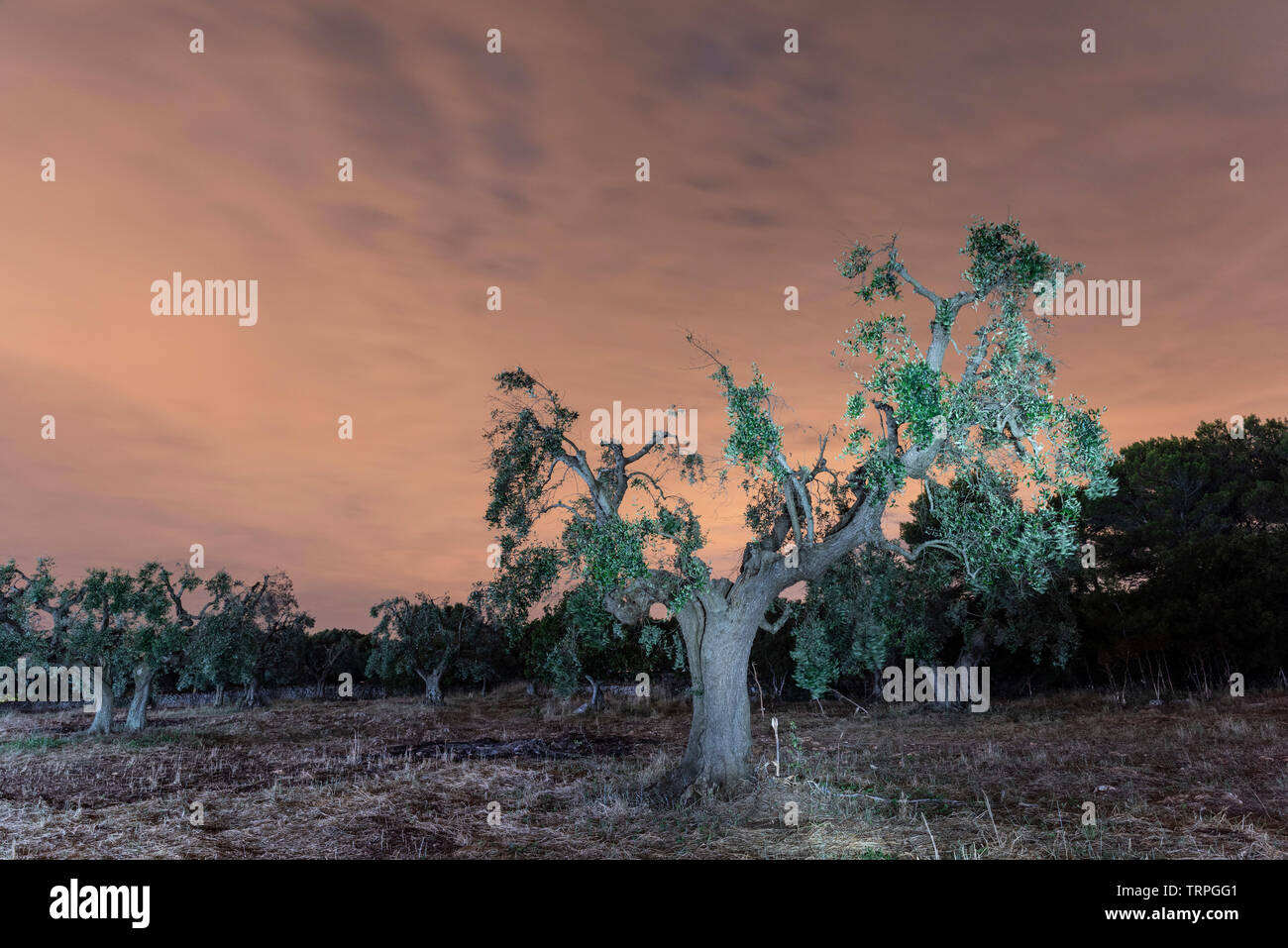 Secular olive hi-res stock photography and images - Alamy