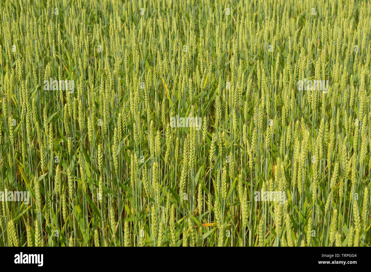 field of grain Stock Photo - Alamy