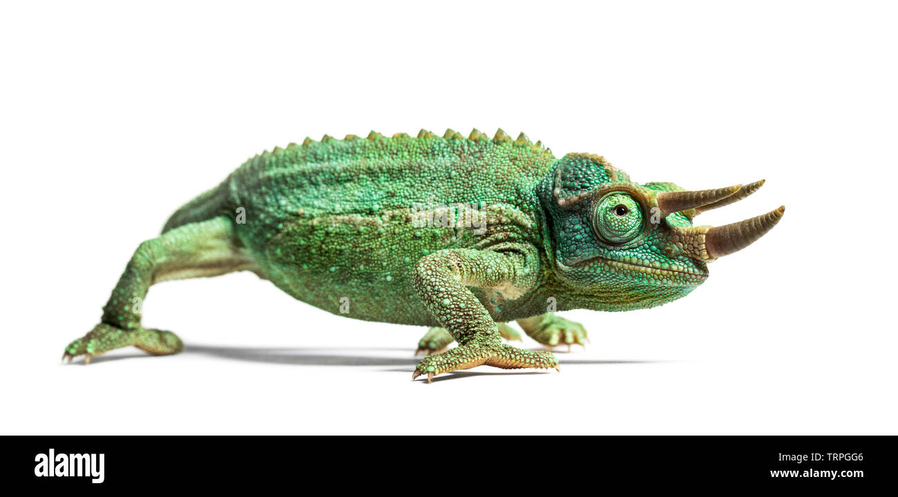 Side view of a Jackson's horned chameleon walking, Trioceros jacksonii ...