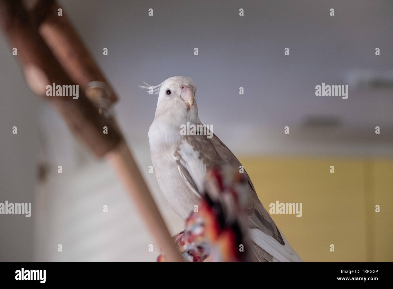 Portrait of adult female white faced cockatiel close up Stock Photo - Alamy