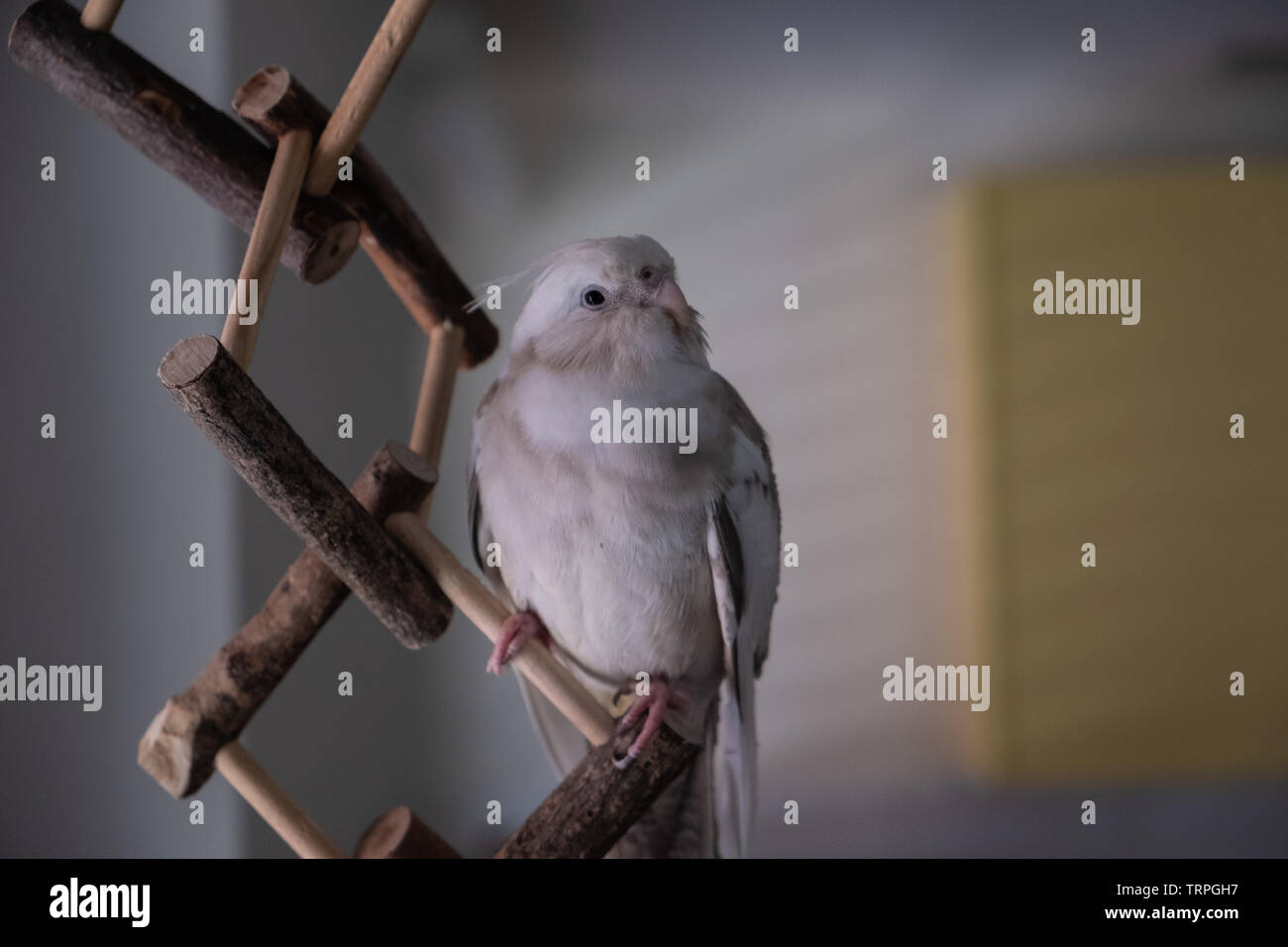 Female cockatiel hi-res stock photography and images - Alamy