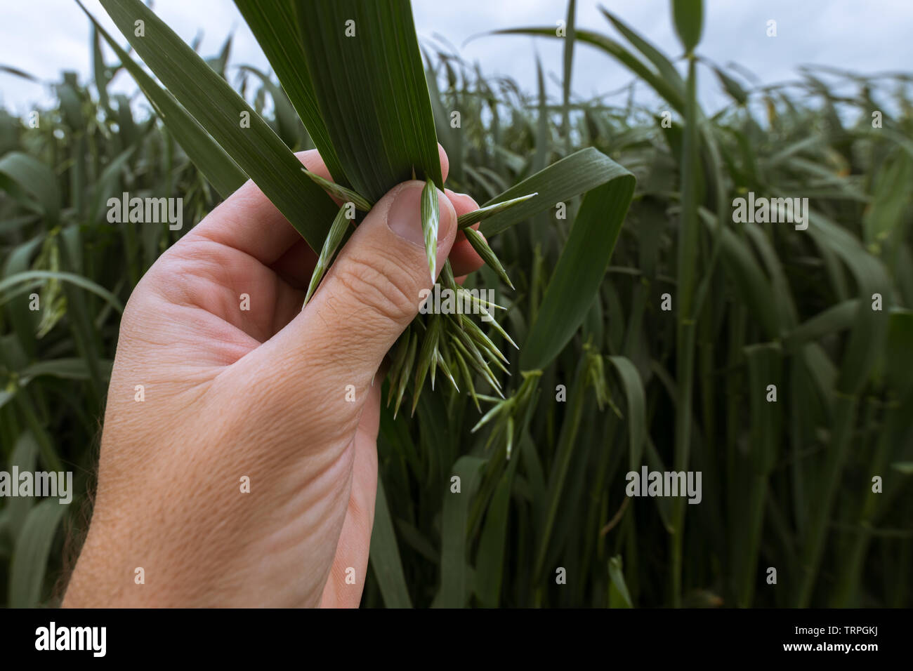 Oat plant hi-res stock photography and images - Alamy