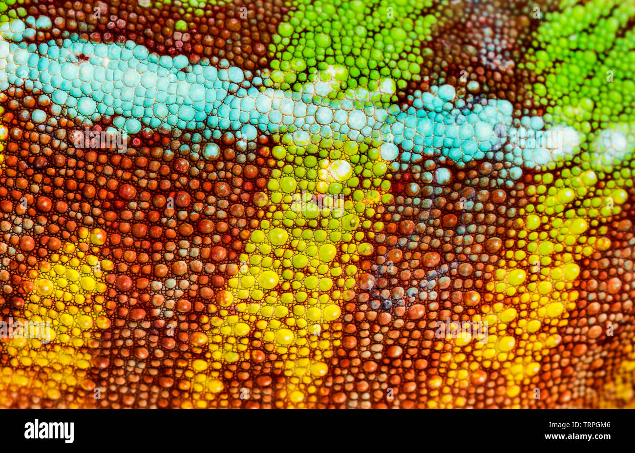 Skin of Panther chameleon, Furcifer pardalis, in close up against white ...