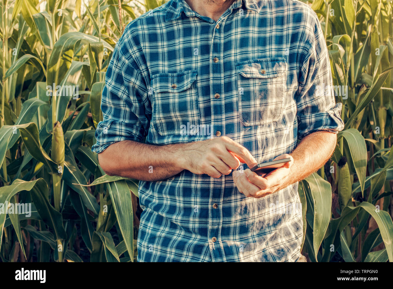 Farmer using smartphone in corn field, concept of smart farming ...