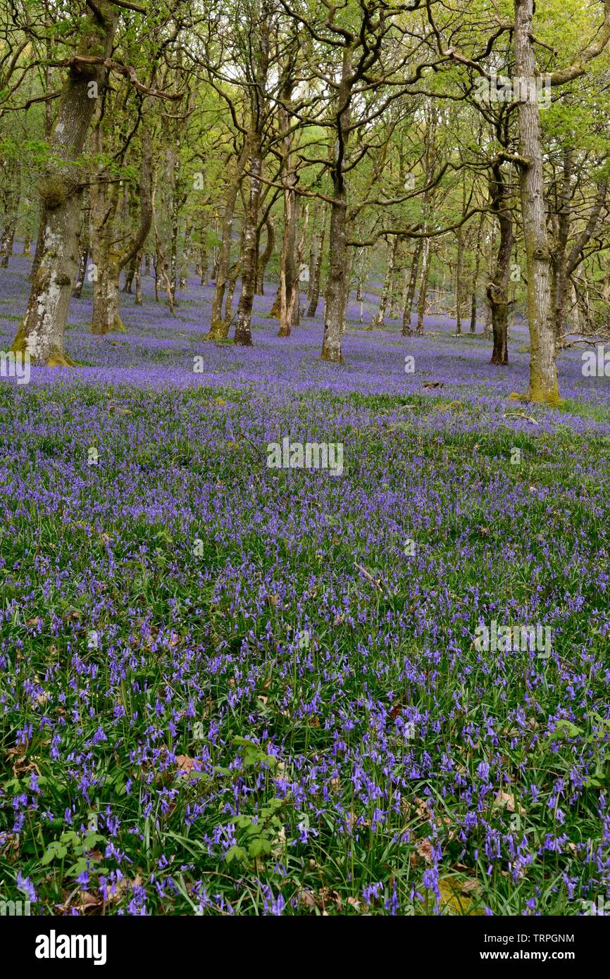 Native bluebells Hyacinthoides non scripta in ancient oak and alder ...