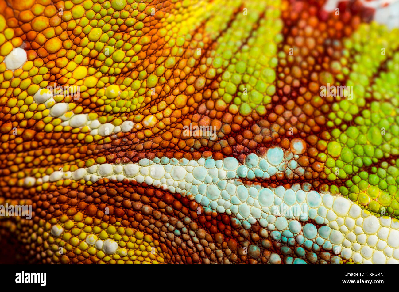 Skin of Panther chameleon, Furcifer pardalis, in close up against white ...