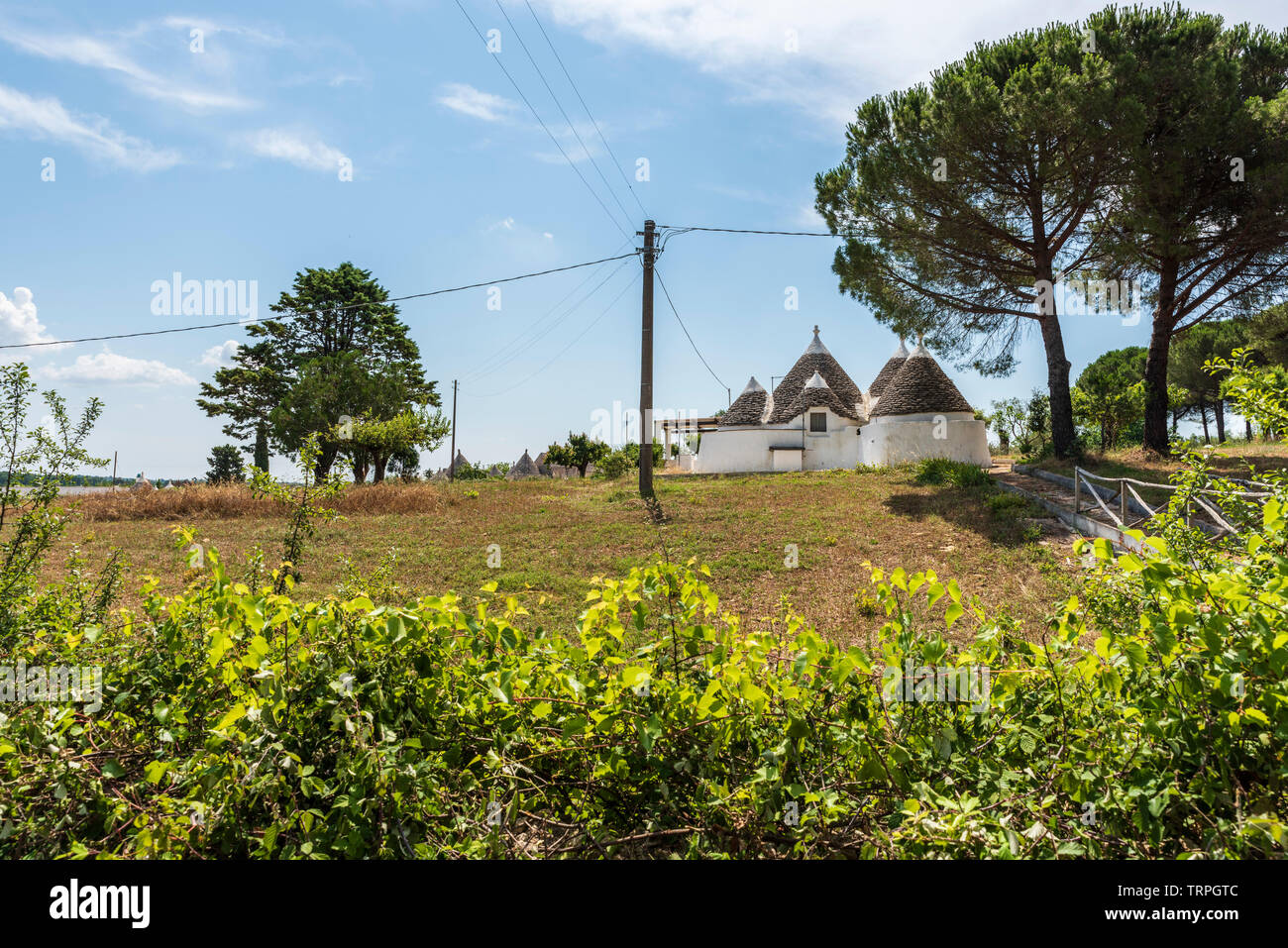 Secular olive hi-res stock photography and images - Alamy