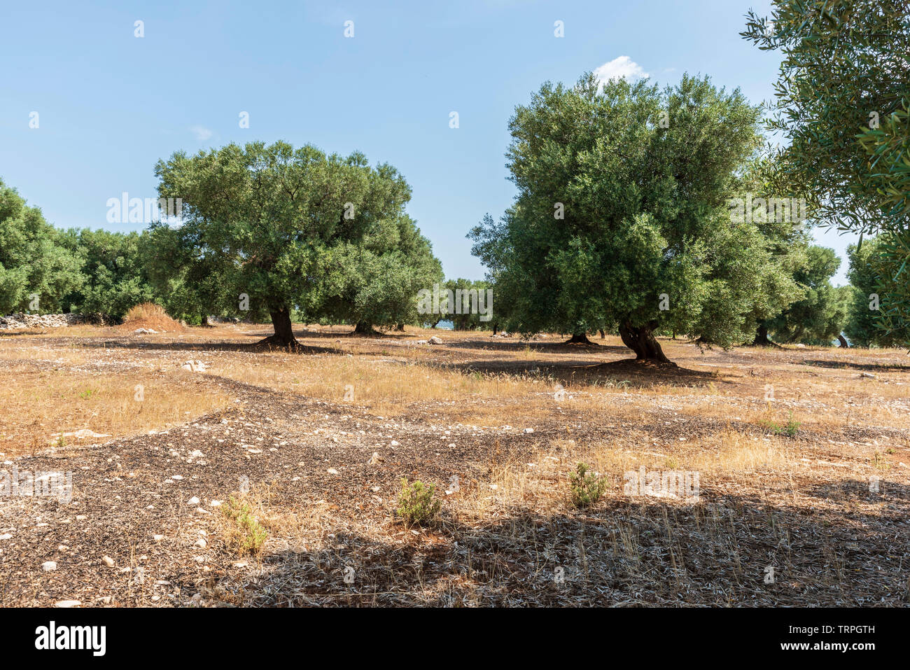 Vigorous and secular olive trees Stock Photo - Alamy