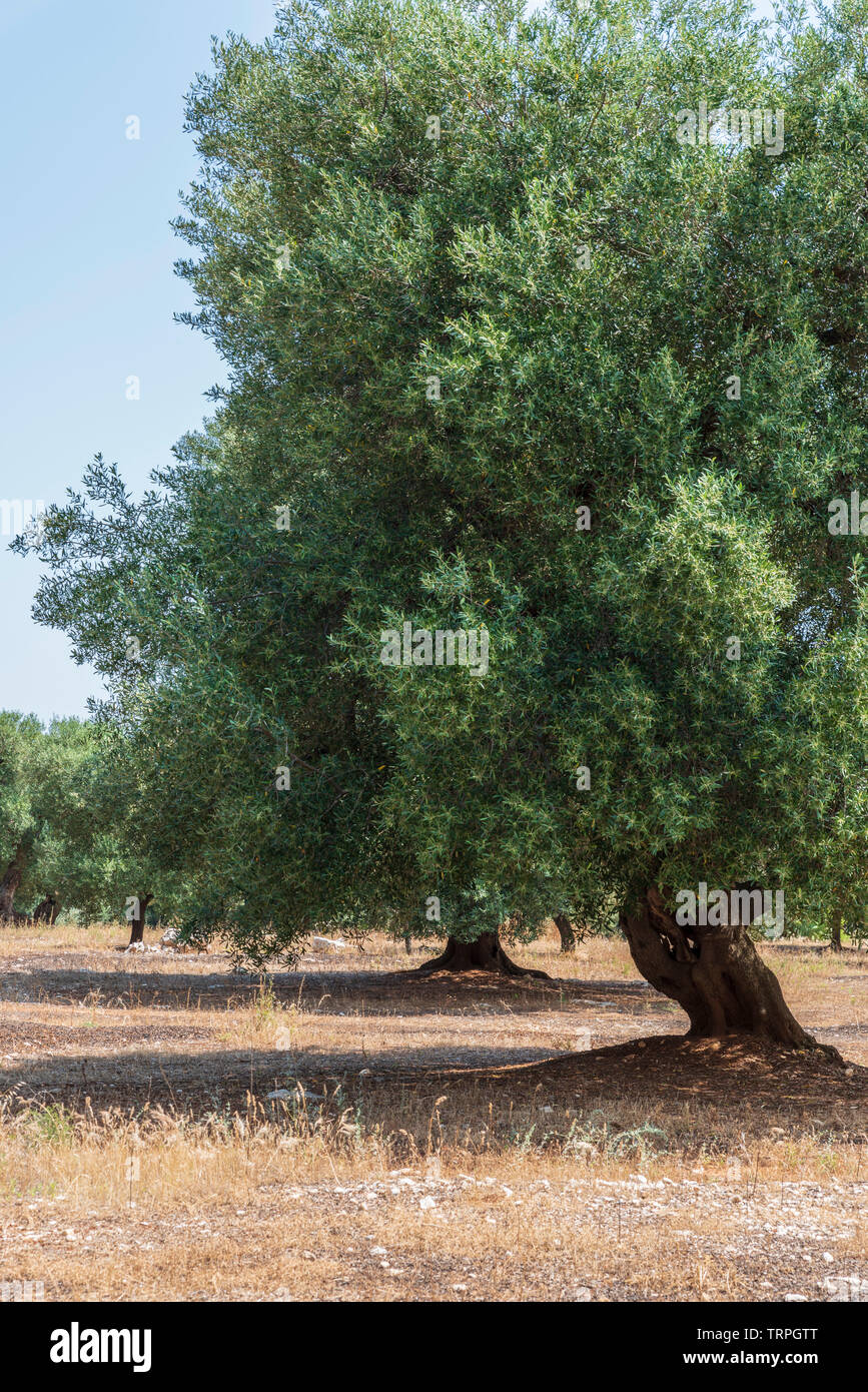 Secular field hi-res stock photography and images - Alamy