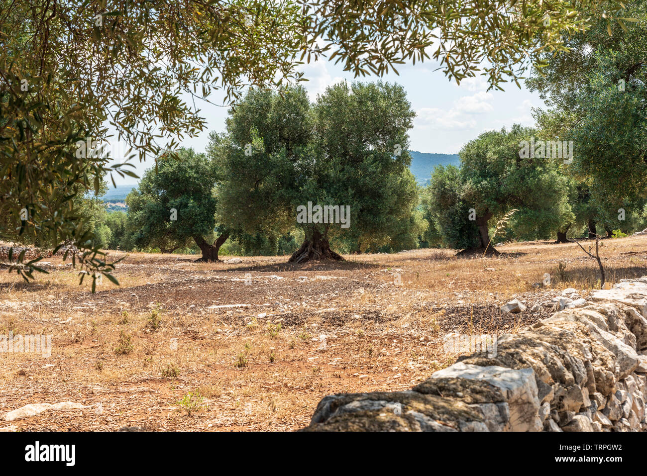 Vigorous and secular olive trees Stock Photo - Alamy