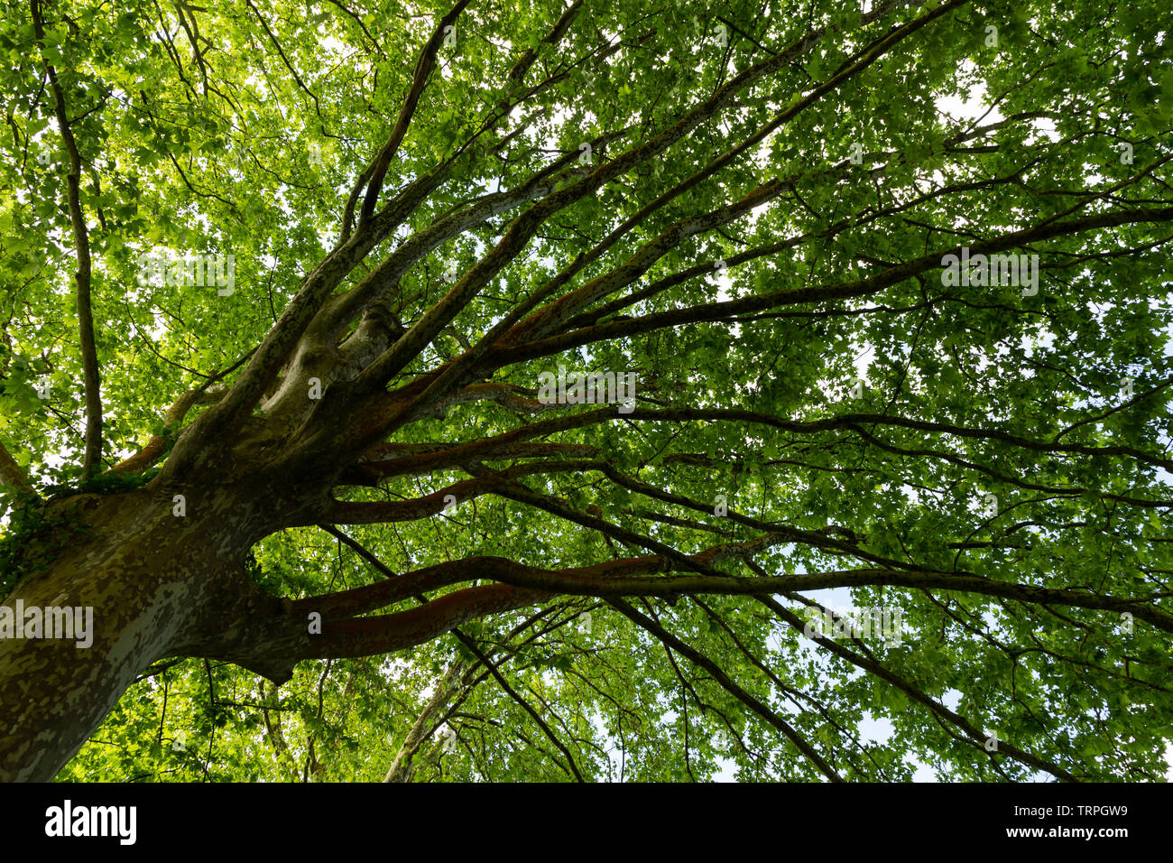 looking up into a tree in the forest Stock Photo - Alamy