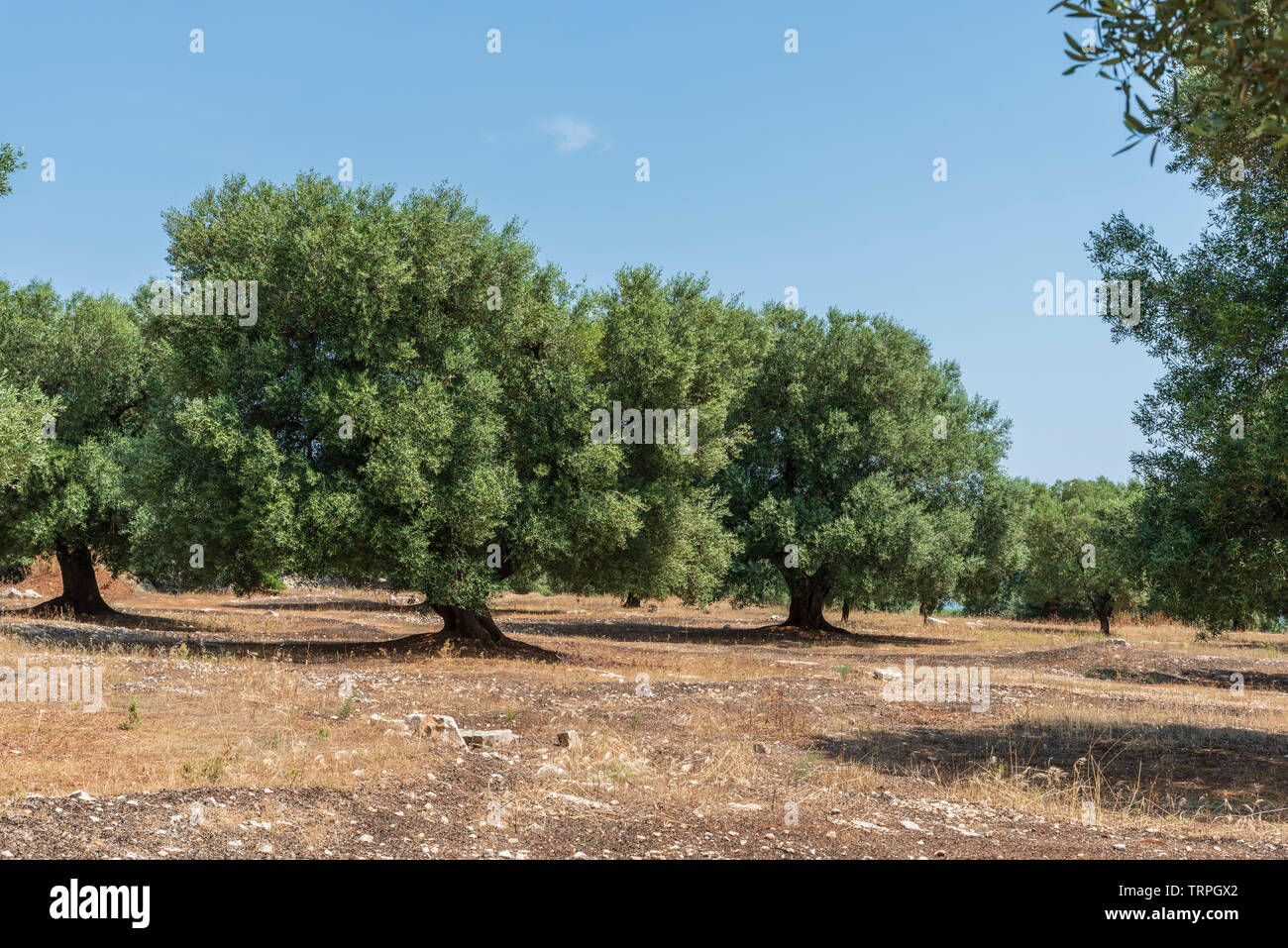 Xylella olive tree hi-res stock photography and images - Alamy