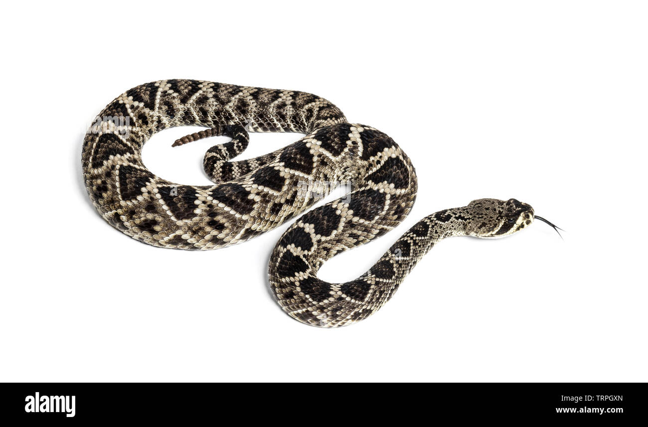 Crotalus atrox, western diamondback rattlesnake or Texas diamond-back ...