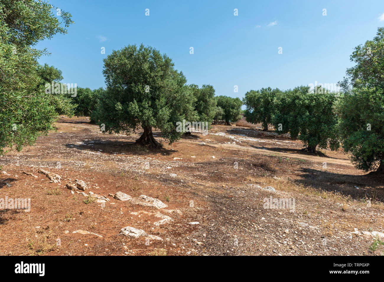 Xylella olive tree hi-res stock photography and images - Alamy