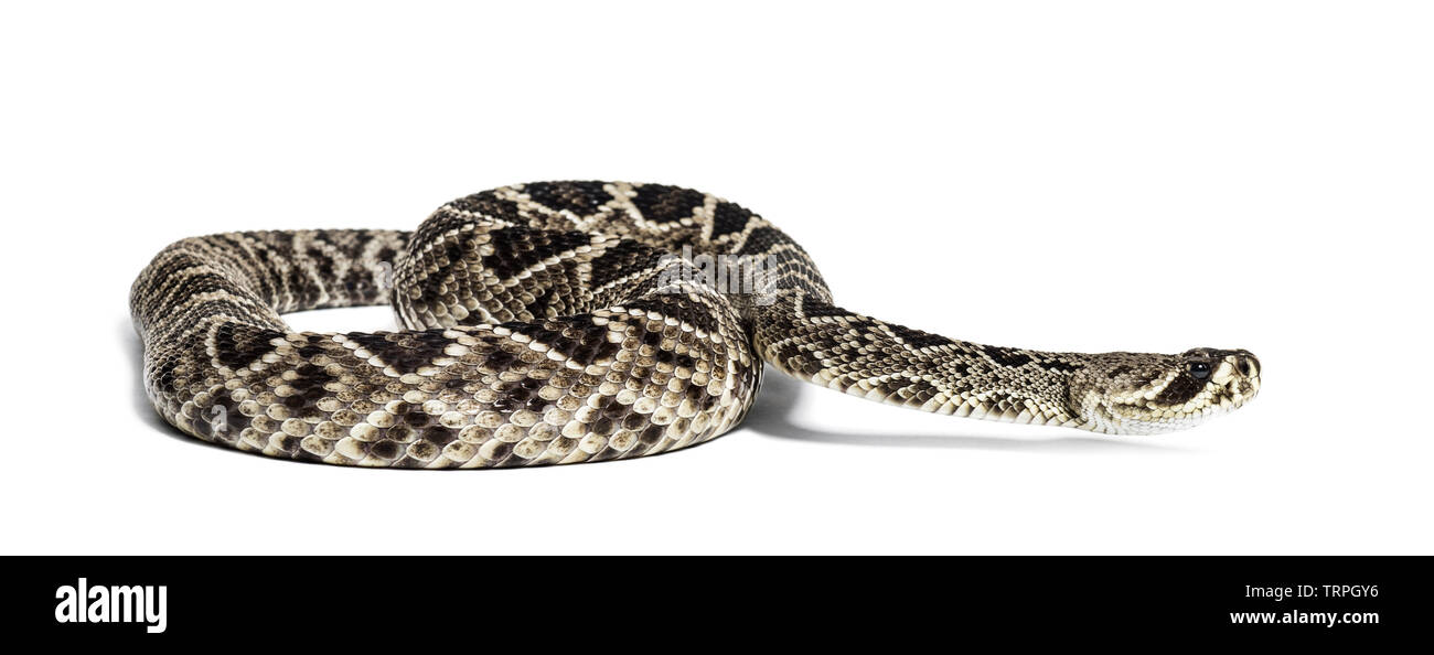Crotalus atrox, western diamondback rattlesnake or Texas diamond-back ...